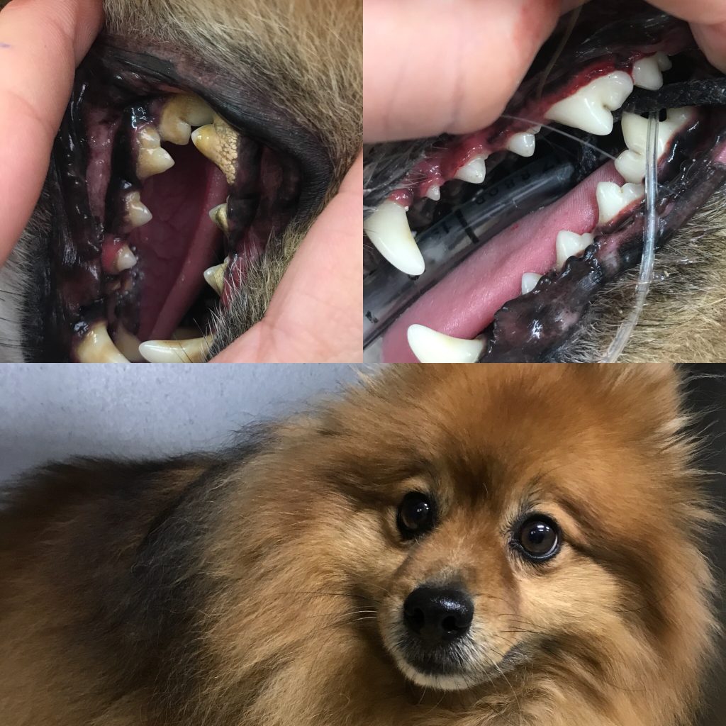 Leo's Dental Procedure | Pine Mountain Vet Clinic, Ipswich Vet Group